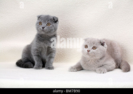 Two Scottish Fold kittens Stock Photo - Alamy
