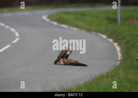 Buzzard (Buteo buteo) eating road kill pheasant Stock Photo - Alamy