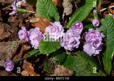 Primrose (Primula vulgaris Marie crousse) close up of double flower ...