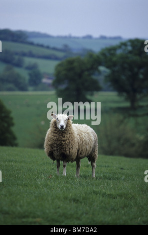 One sheep grazing at the Fawsley Estate, Badby, Northamptonshire Stock ...