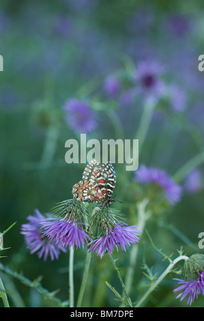 Spanish festoon butterfly (Zerynthia rumina Stock Photo - Alamy