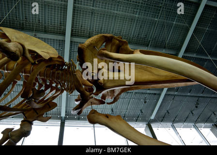 The huge skeleton of a blue whale on display in the Húsavík Whale ...