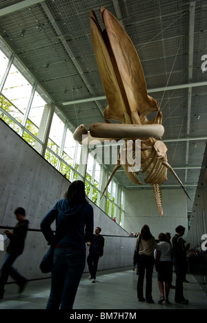 Blue whale skeleton exhibit Beaty Biodiversity Museum Vancouver BC UBC ...