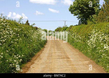 Country lane with high hedges, Dorset, England Stock Photo - Alamy