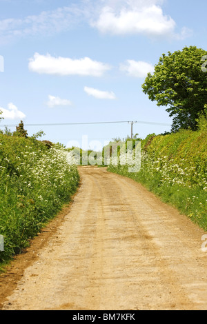 Country lane with high hedges, Dorset, England Stock Photo - Alamy