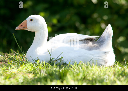 White domestic Embden goose, Hampshire, England Stock Photo - Alamy