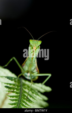New Zealand Praying Mantis Stock Photo - Alamy