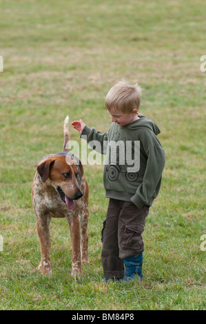 Boy with Essex and Suffolk Hunt fox hound in the main ring of the South ...