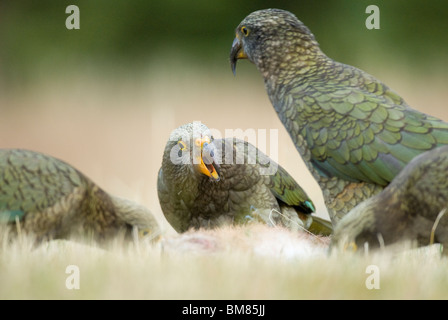 3 keas, New Zealand Stock Photo - Alamy