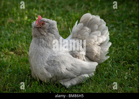 A light grey pekin bantam hen with two bantam chicks on a green lawn ...