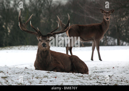 Emperor Stag in Scottish Highlands Stock Photo - Alamy