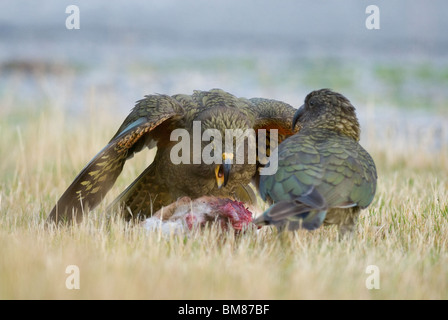 3 keas, New Zealand Stock Photo - Alamy