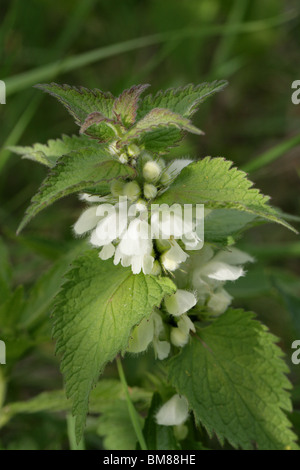 White nettle or white dead-nettle (Lamium album) flowers close up Stock ...