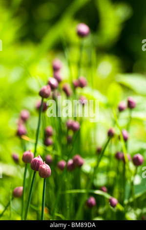 Delicate purple and pink chive buds on the ends of long green narrow ...