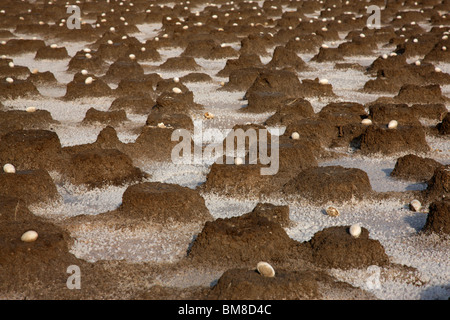 Flamingo eggs in flamingo island or Anda bet of Rann of kutch, India ...