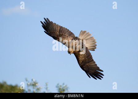 Captive black kite (milvus migrans) in flight Stock Photo - Alamy