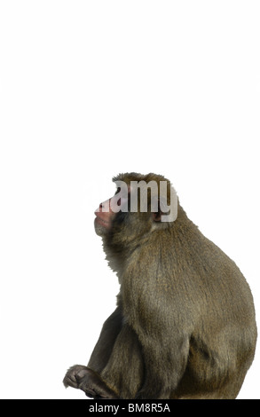 japanese monkey sitting isolated on white background Stock Photo - Alamy