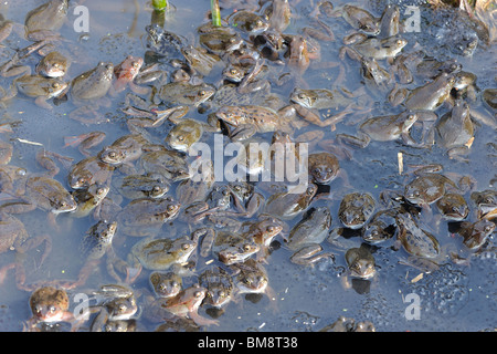 common frogs between frog spawn during mating Stock Photo - Alamy