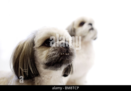 Side View of Shih Tzu Dog's Face Stock Photo - Alamy