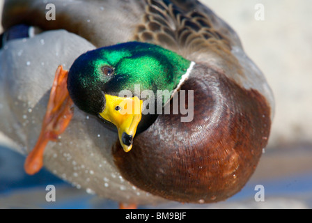 Male mallard duck scratching head Stock Photo - Alamy