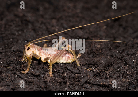 Female raspy cricket nymph of the family Gryllacrididae Stock Photo - Alamy