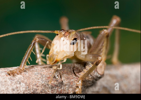 Female raspy cricket nymph of the family Gryllacrididae Stock Photo - Alamy