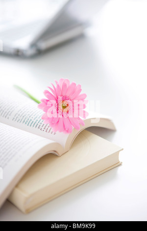 Daisy on a open book Stock Photo - Alamy