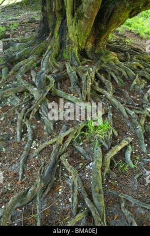 Roots of a yew tree, Linky Down Walk, Aston Rowant National Nature ...
