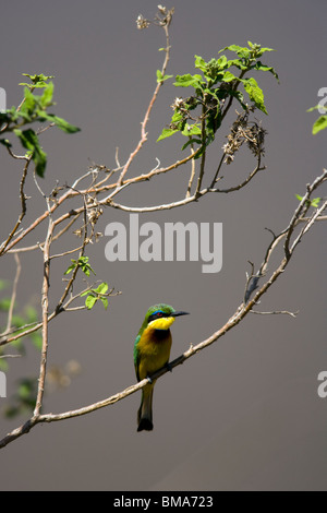 Little bee-eater perched Stock Photo - Alamy