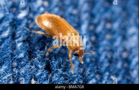Raspberry Fruitworm Beetle (Byturus unicolor Stock Photo - Alamy