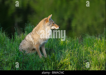 North American Coyote looking down on the edge of mountain of rocks in ...