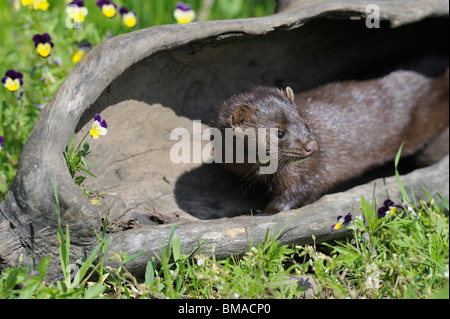 American Mink, Minnesota, USA Stock Photo - Alamy