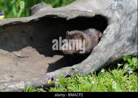 American Mink, Minnesota, USA Stock Photo - Alamy