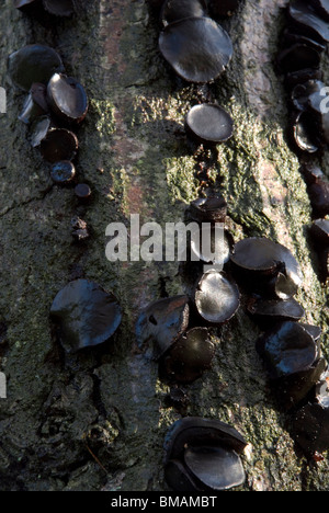 Black Bulgar fungus Bulgaria inquinans growing on fallen log in a Devon ...