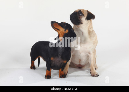 Smooth-haired Dachshund and Pug Stock Photo - Alamy
