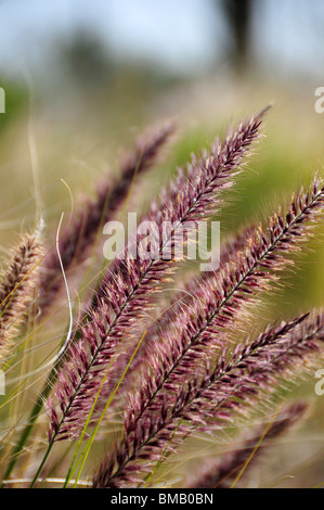 Buffelgrass Pennisetum ciliare Tucson, Arizona, United States Stock ...