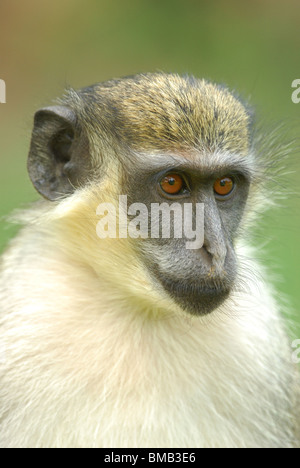 Green monkey Chlorocebus sabaeus in Niokolo Koba National Park ...