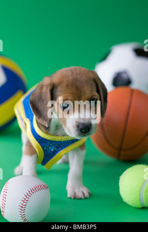 A vertical shot of a cute beagle dog searching for something on a shelf ...