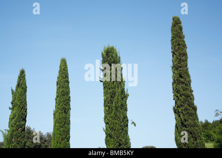 Rome Cypress trees Stock Photo - Alamy
