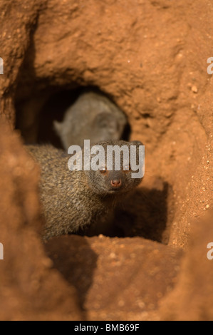 Dwarf mongoose ( Helogale hirtula) at its den in a termite mound ...