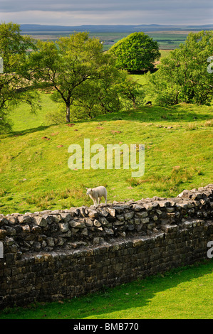 Hadrian's Wall above Walltown Crags Stock Photo - Alamy