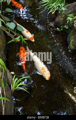 Close-up shot of a koi fish swimming in the water Stock Photo - Alamy