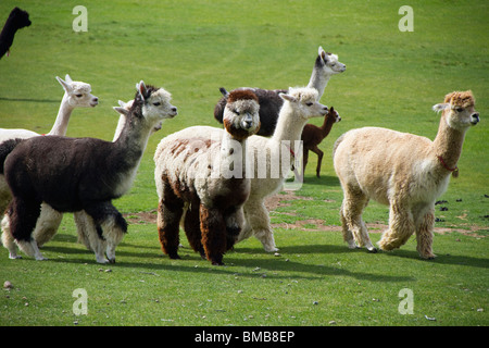 Group of Alpacas in a field Stock Photo - Alamy