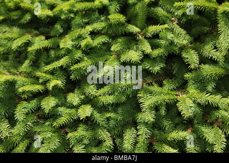 A close-up shot of pine tree branches in a blur Stock Photo - Alamy