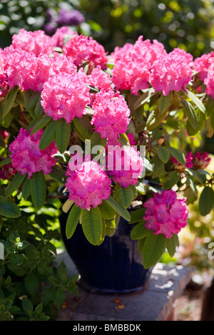 Spring flowers in a garden. British Columbia, Canada Stock Photo - Alamy