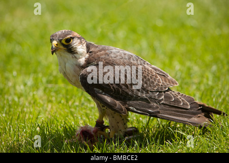 Perrigan Falcon in Captivity at Thorp Perrow Arboratum, Bedale, North ...