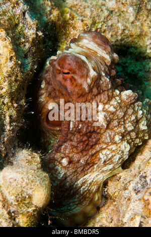 Octopus hiding in rocks Stock Photo - Alamy