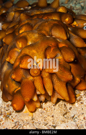Sea Cucumber (Stichopus chloronotus) in coral reef, Gili Air, Banda Sea ...