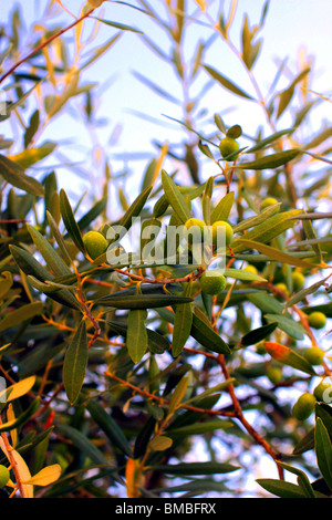 Olive tree in August Stock Photo - Alamy