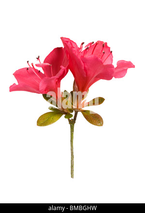 Close up of Azalea flower Stock Photo - Alamy